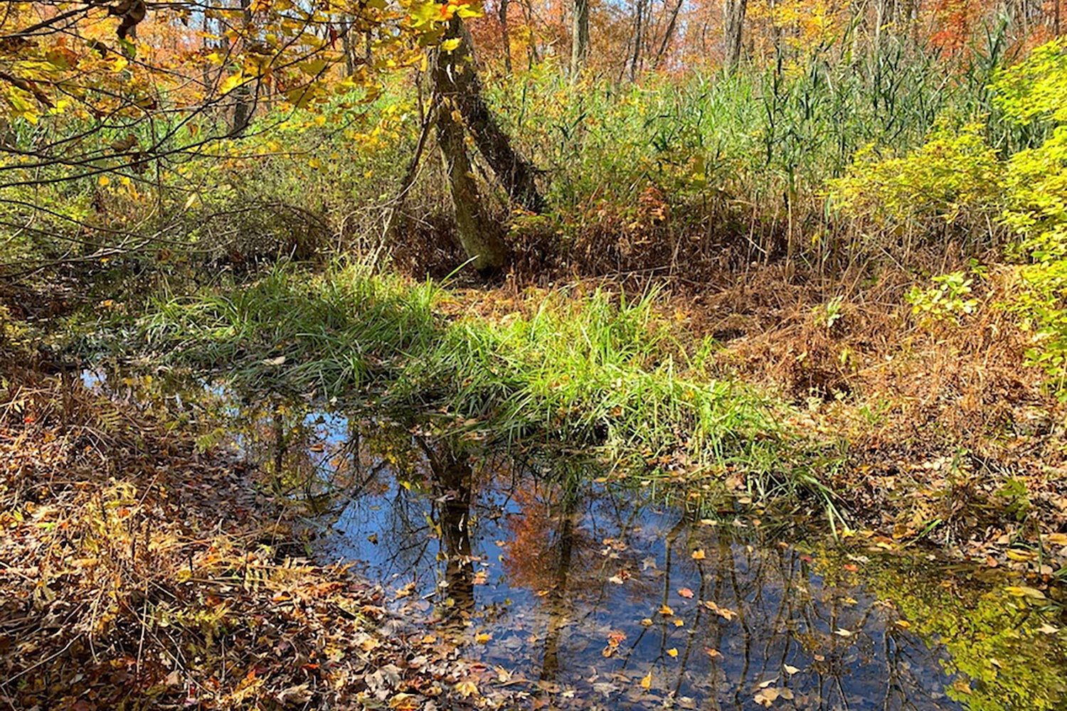 Land Conservation - Pocasset Pokanoket Land Trust