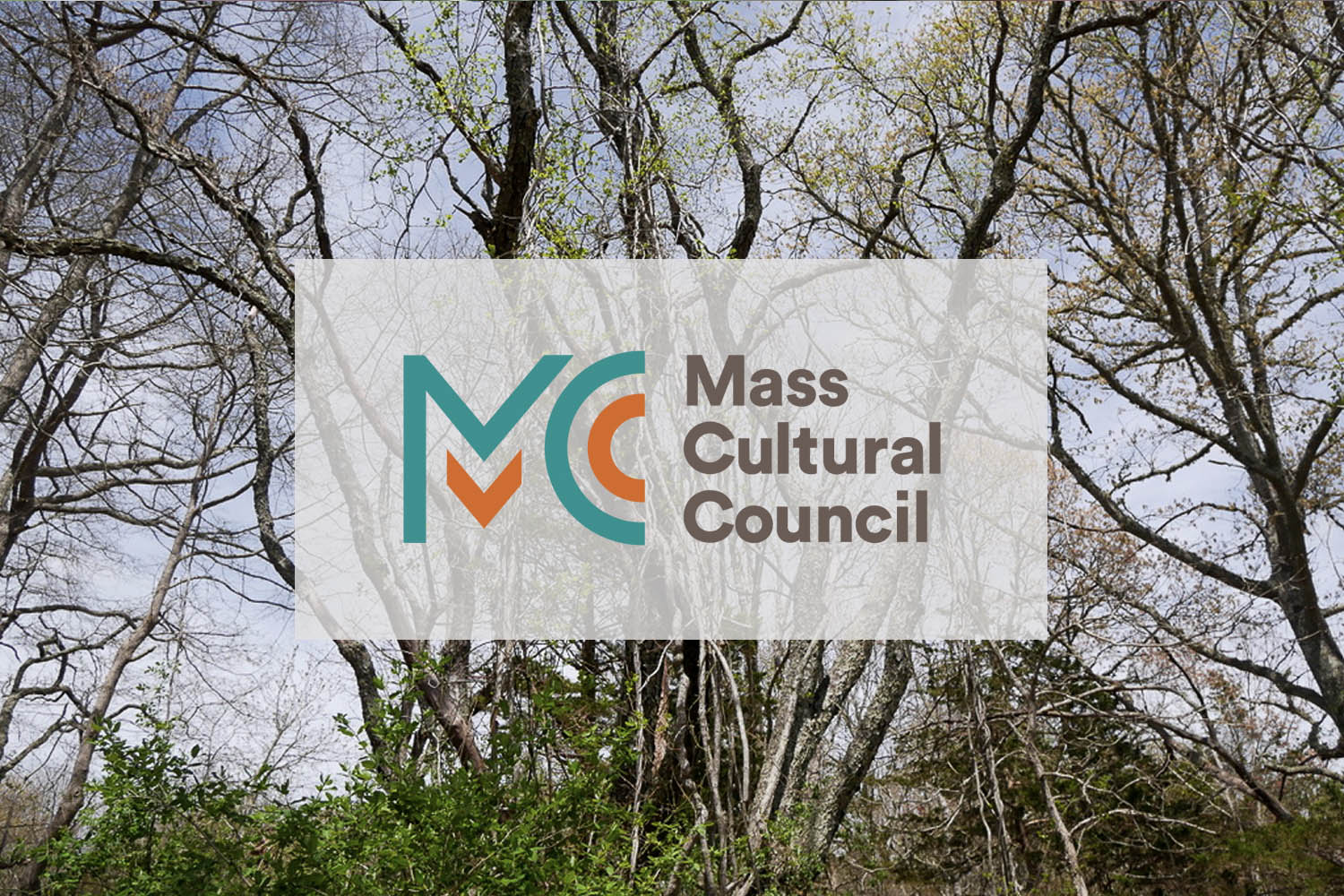 Massachusetts Cultural Council Selects Wainer Woods for Photography ...